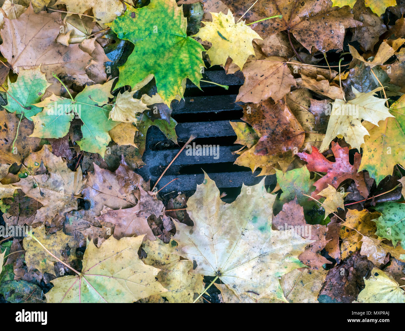 Autumn leaves around drain in park Stock Photo - Alamy