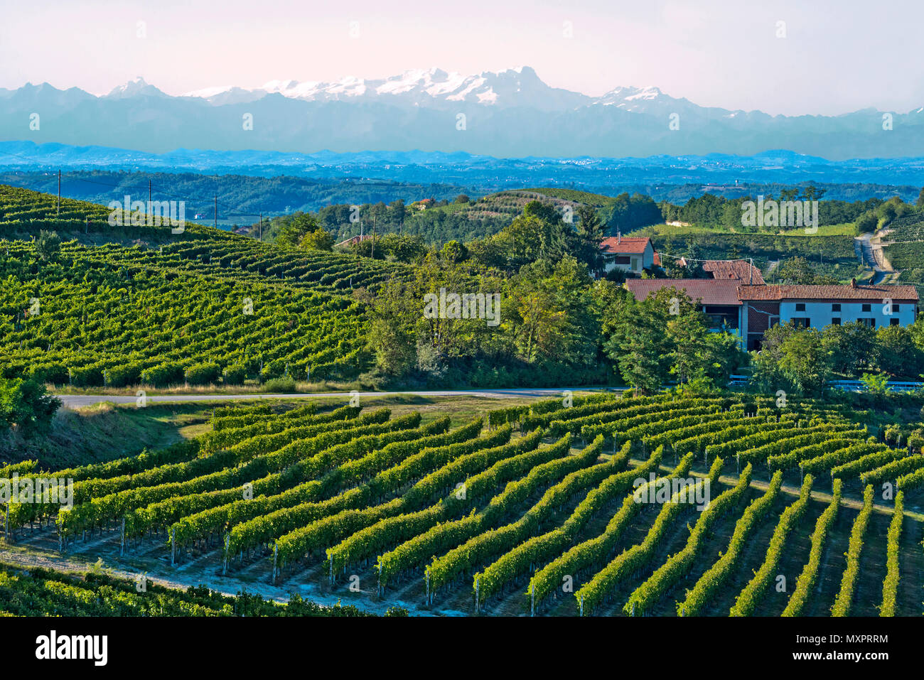 Italy, panorama of vineyards of Piedmont: Langhe-Roero and Monferrato ...
