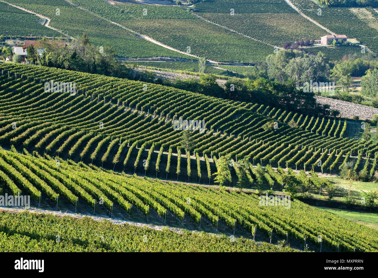 Italy, panorama of vineyards of Piedmont: Langhe-Roero and Monferrato ...