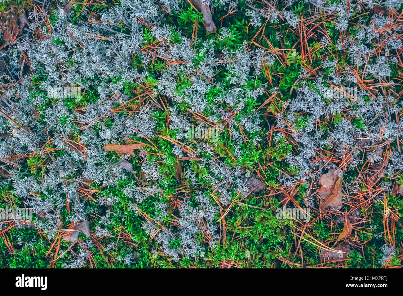 Blue lush moss in a Central Europe forest. Texture of nature Stock ...