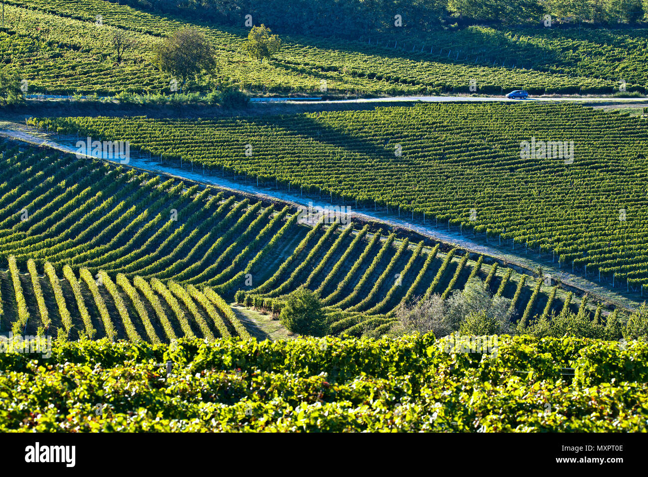Italy, panorama of vineyards of Piedmont: Langhe-Roero and Monferrato ...
