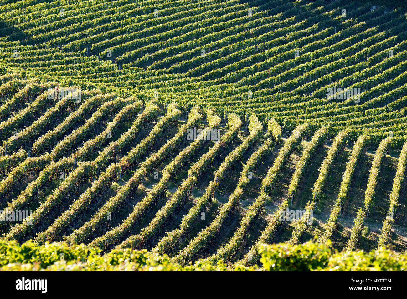 Italy, panorama of vineyards of Piedmont: Langhe-Roero and Monferrato ...