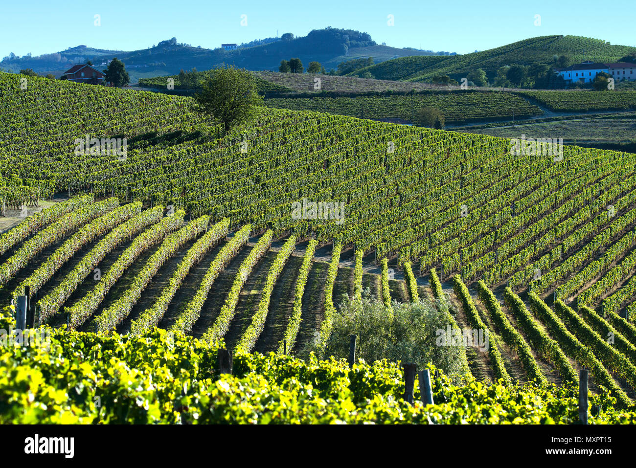 Italy, panorama of vineyards of Piedmont: Langhe-Roero and Monferrato ...