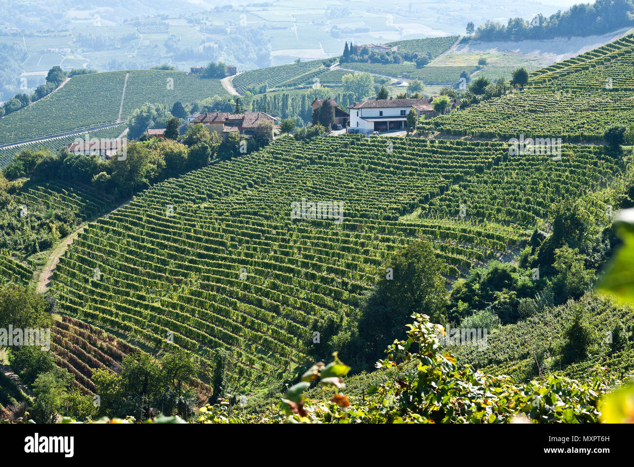 Italy, panorama of vineyards of Piedmont: Langhe-Roero and Monferrato ...