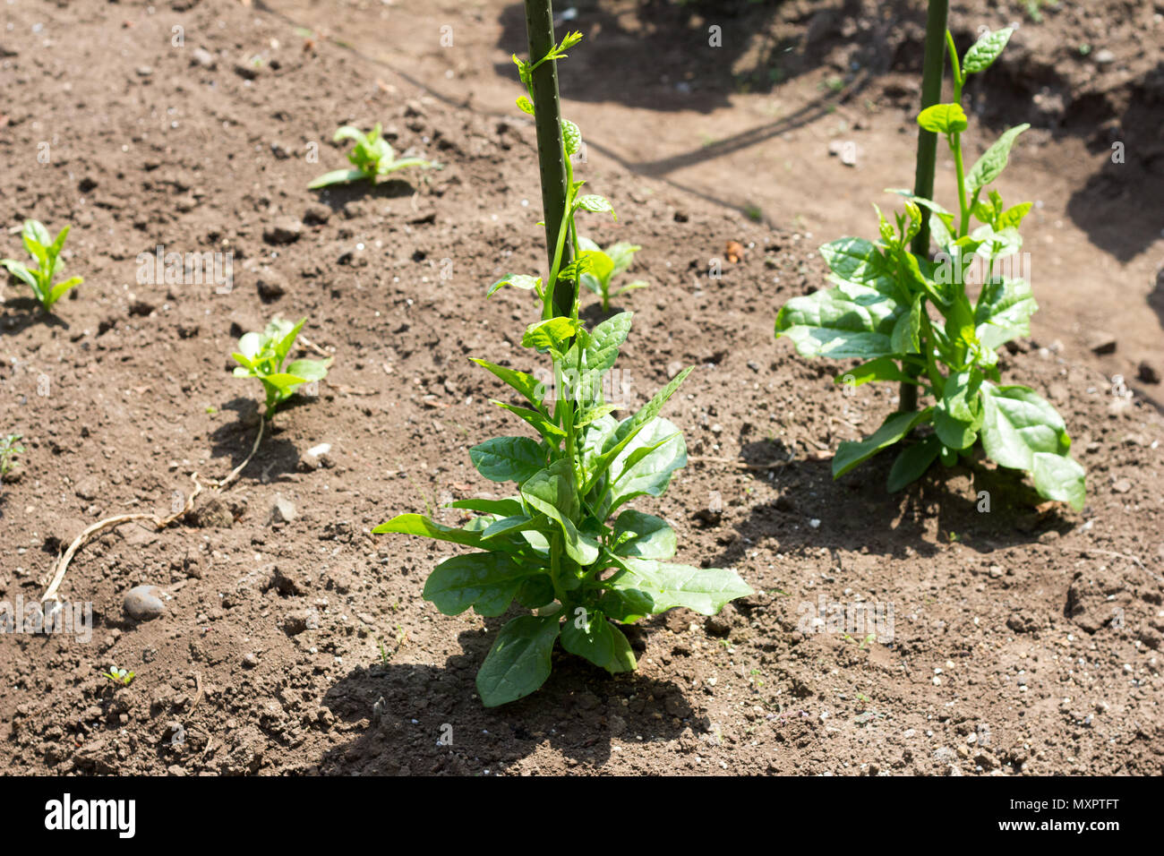 Malabar farm hi-res stock photography and images - Alamy