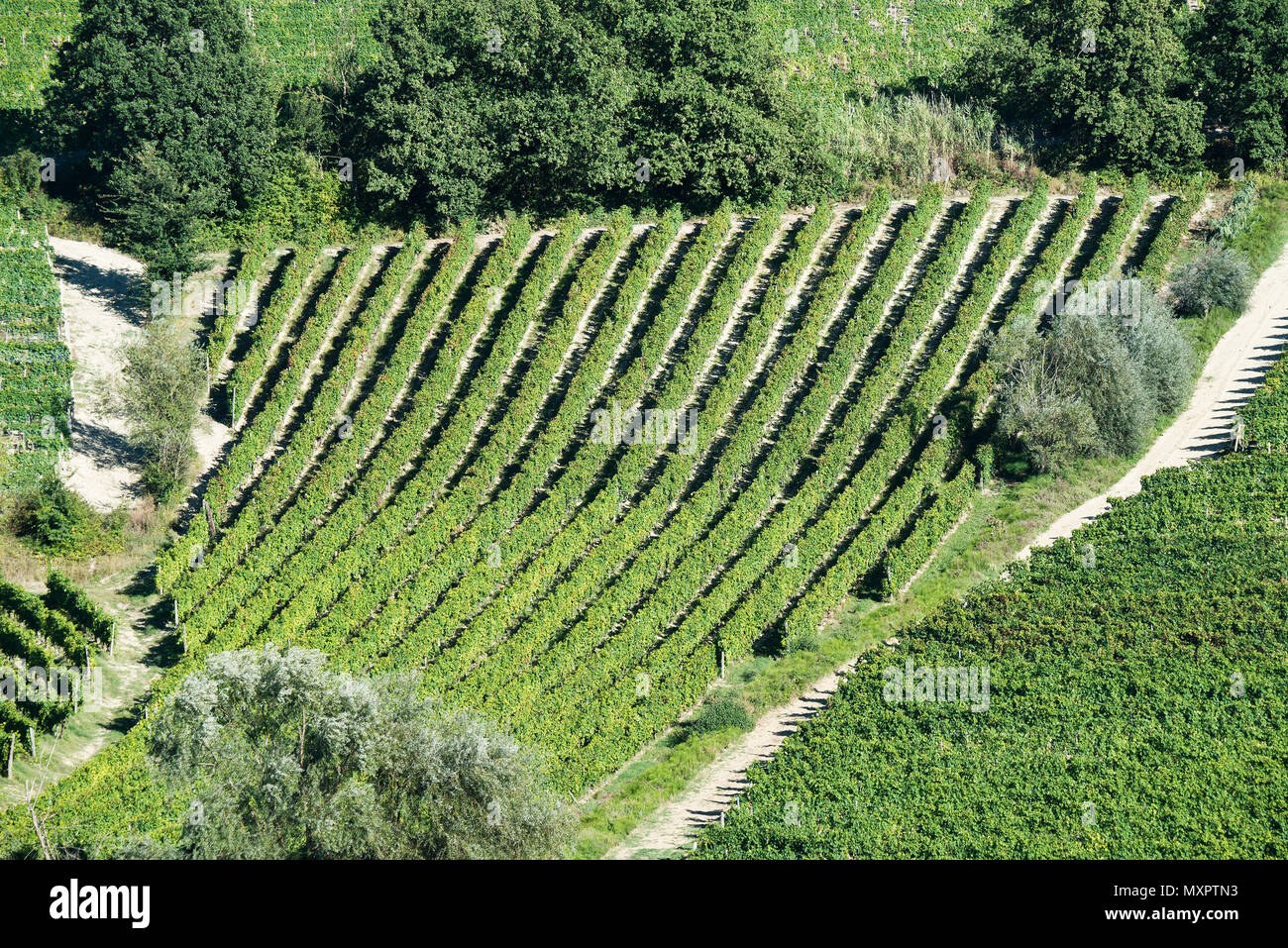 Italy, panorama of vineyards of Piedmont: Langhe-Roero and Monferrato ...