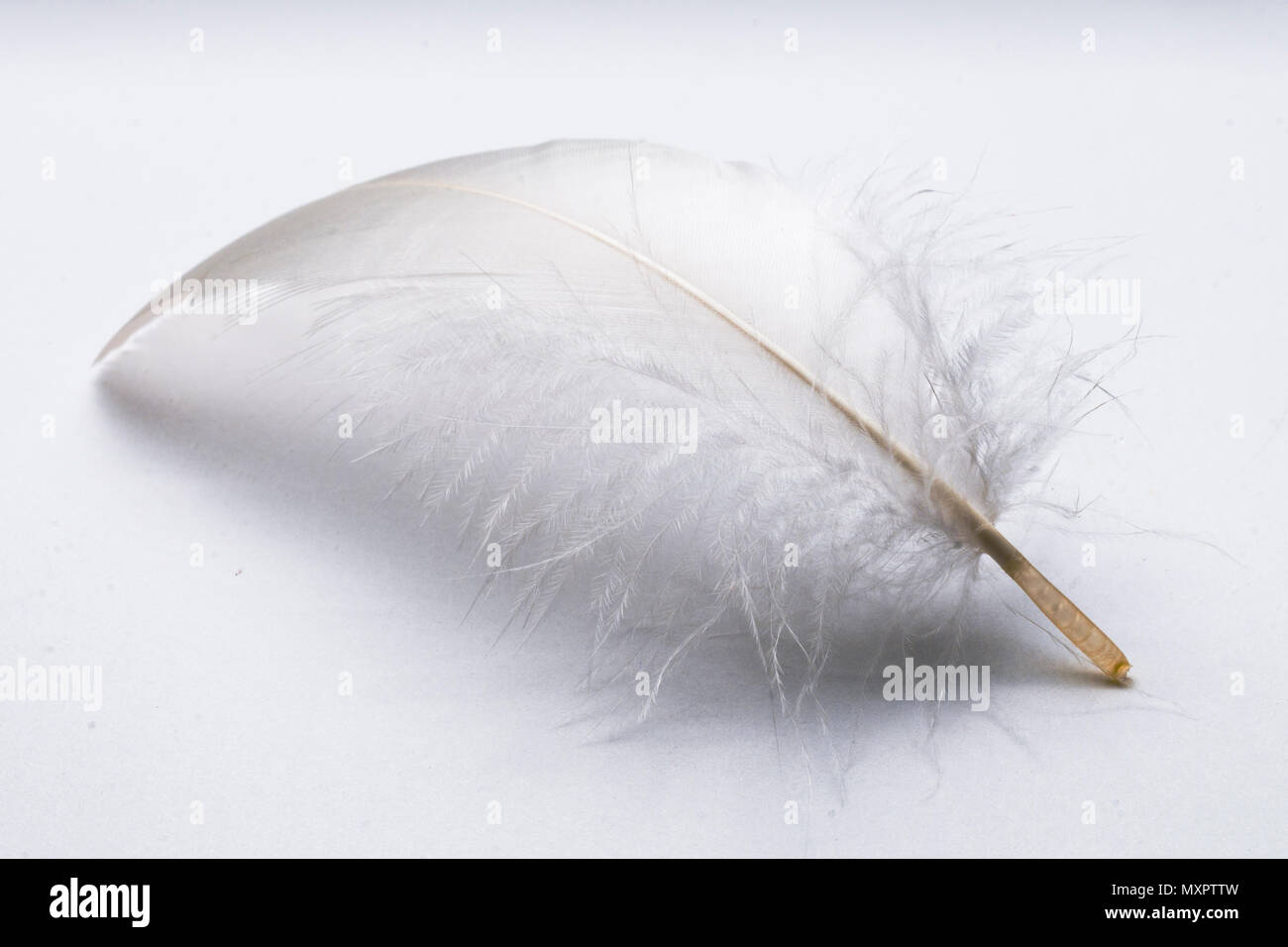 Goose feather hi-res stock photography and images - Alamy