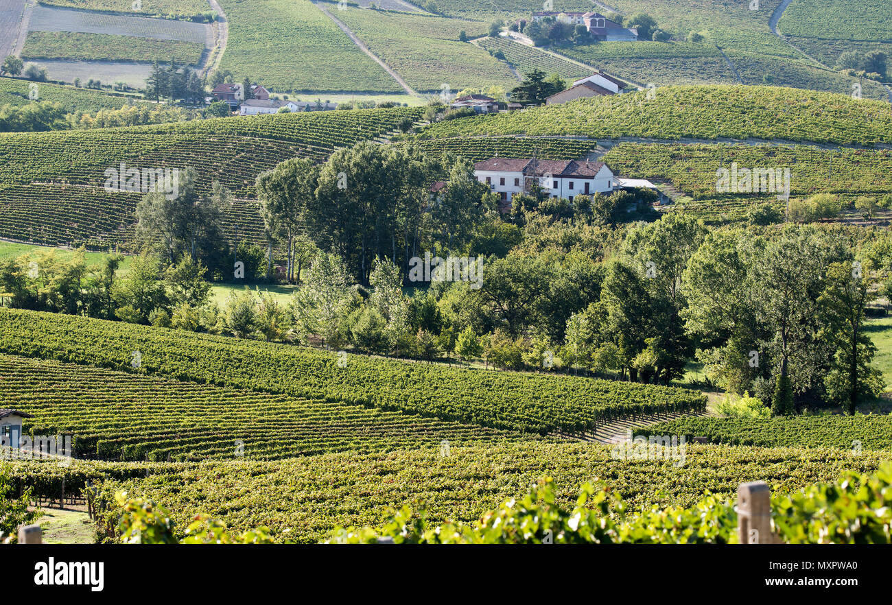 Italy, panorama of vineyards of Piedmont: Langhe-Roero and Monferrato ...