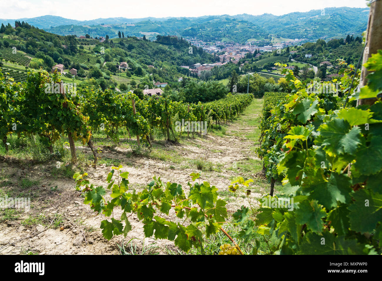 Italy, panorama of vineyards of Piedmont: Langhe-Roero and Monferrato ...