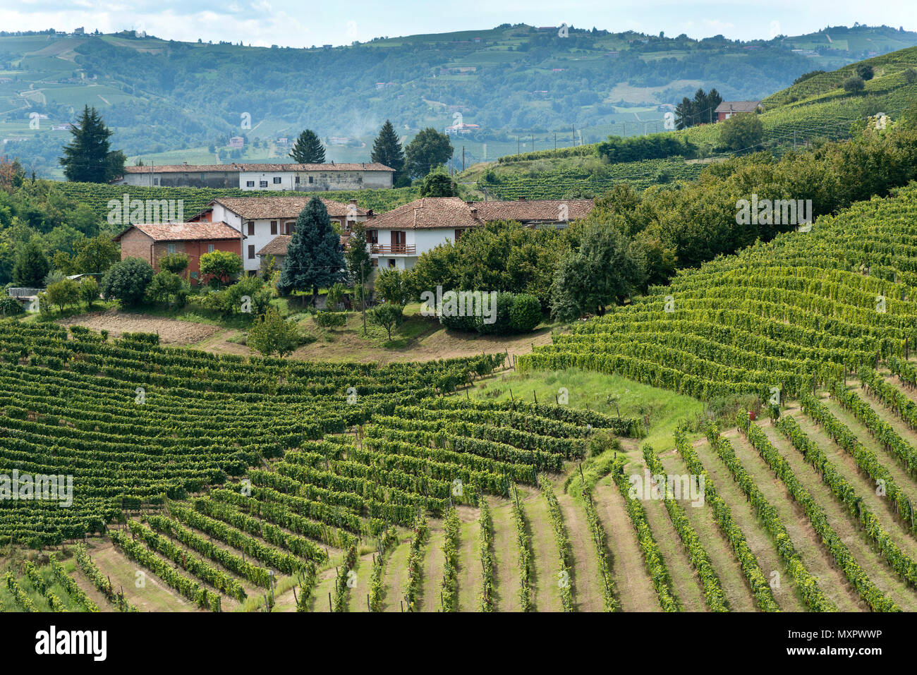Italy, panorama of vineyards of Piedmont: Langhe-Roero and Monferrato ...