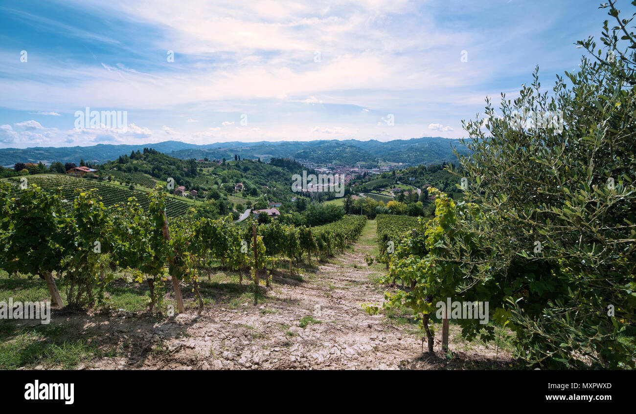 Italy, panorama of vineyards of Piedmont: Langhe-Roero and Monferrato ...