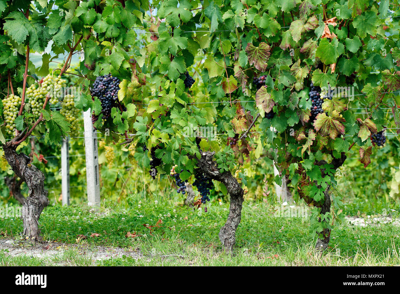 Vineyards in Monferrato, Piedmont,Italy Stock Photo - Alamy
