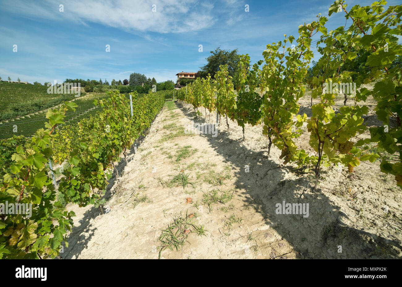 Italy, panorama of vineyards of Piedmont: Langhe-Roero and Monferrato ...