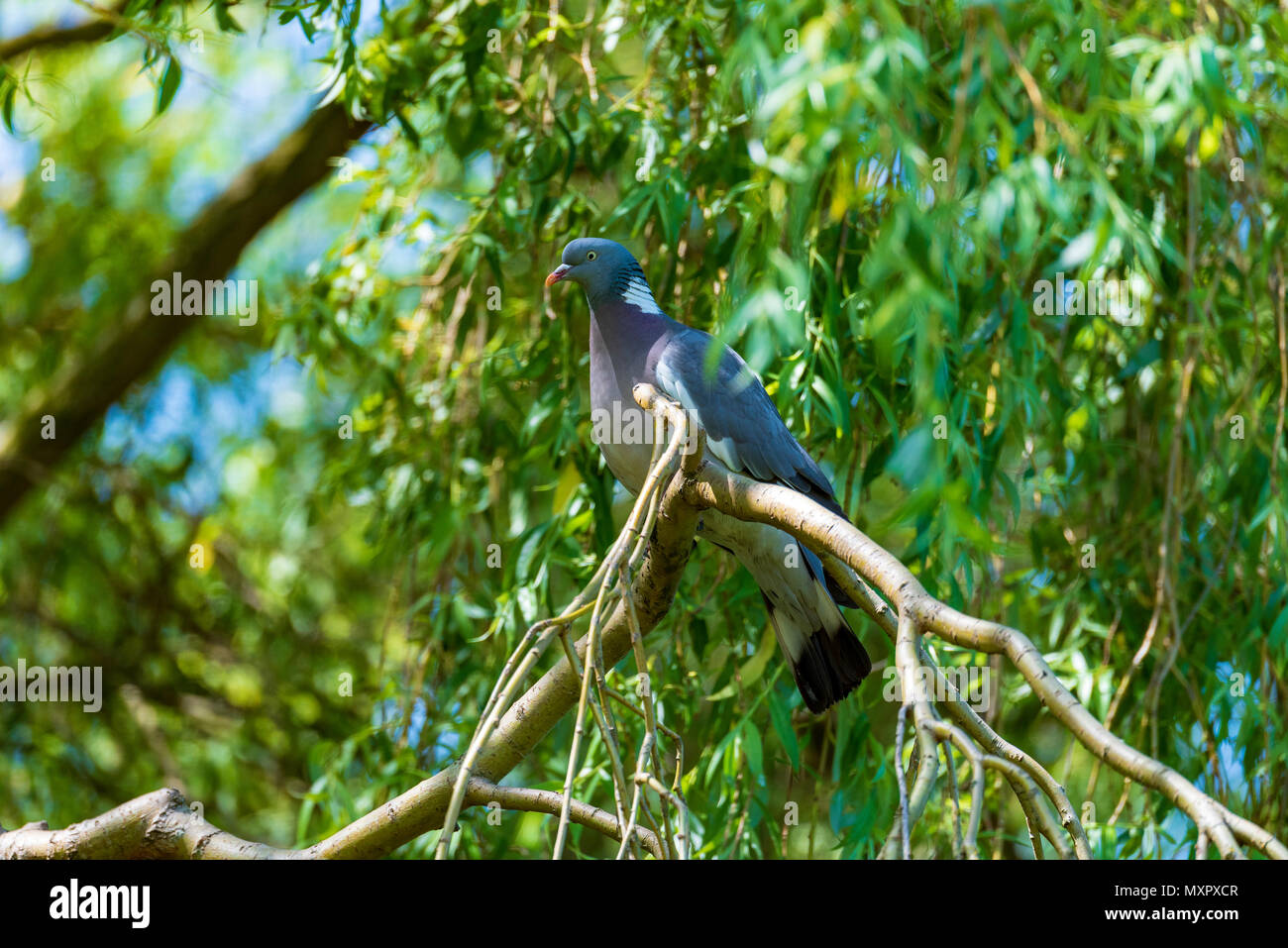 Common pigeon roosting in tree Stock Photo - Alamy