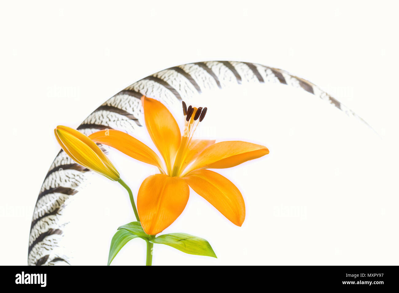 Lily flower background hi-res stock photography and images - Alamy