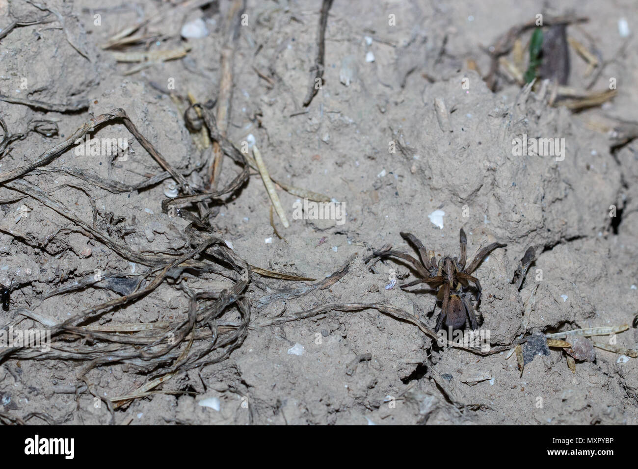 Lycosa tarantula hi-res stock photography and images - Alamy