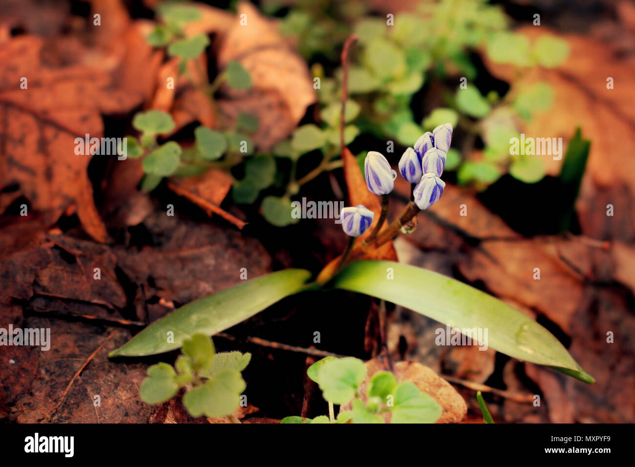 Blue flower buds of Scilla bifolia Stock Photo - Alamy
