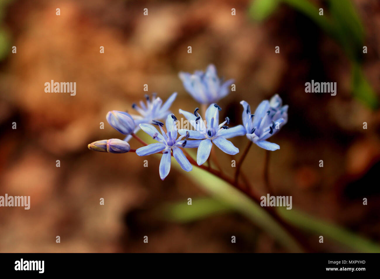 Beautiful blue gentle flowers of spring plant Scilla biflora Stock ...