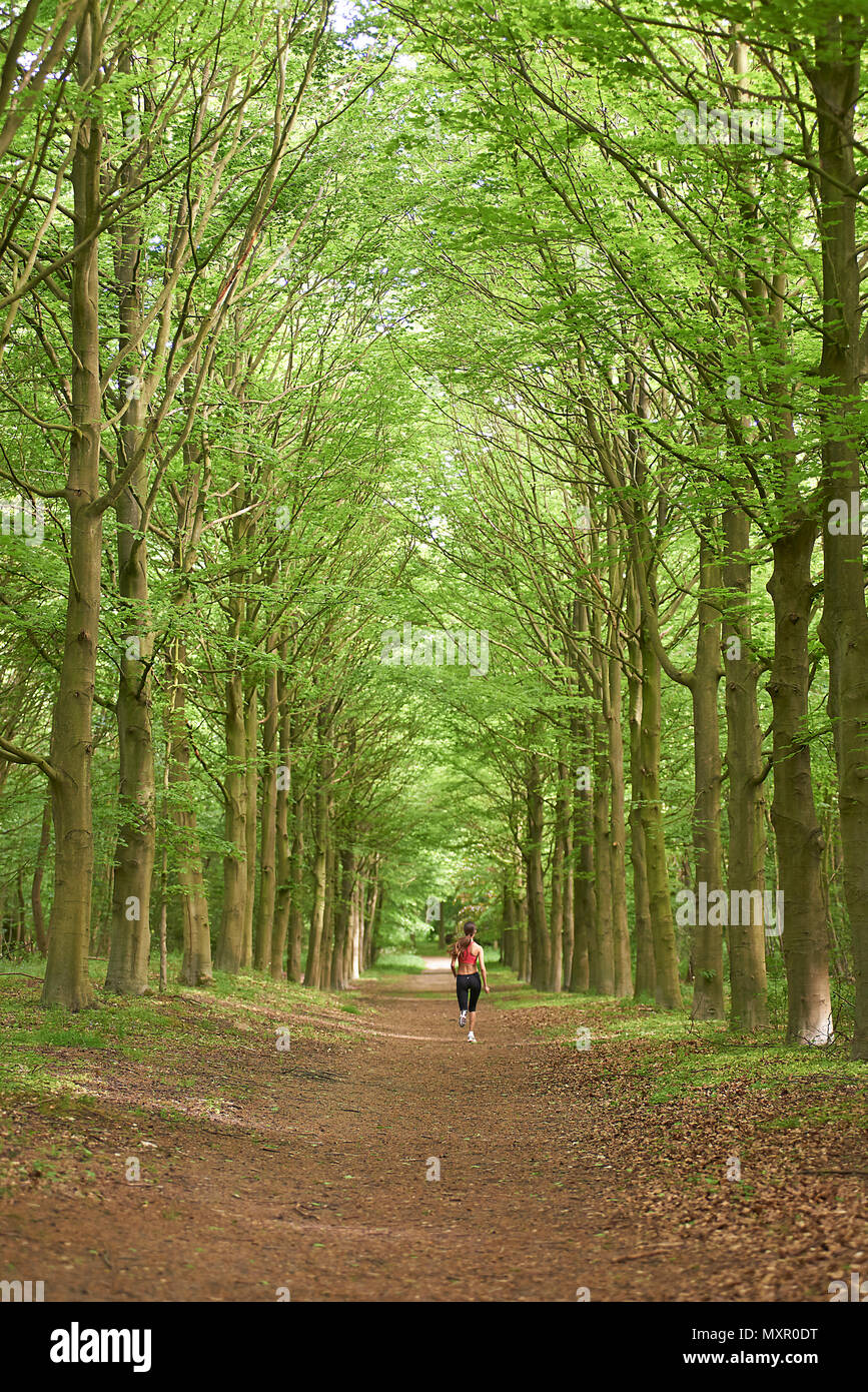 Young athletic woman running down a forest path with huge trees on each ...