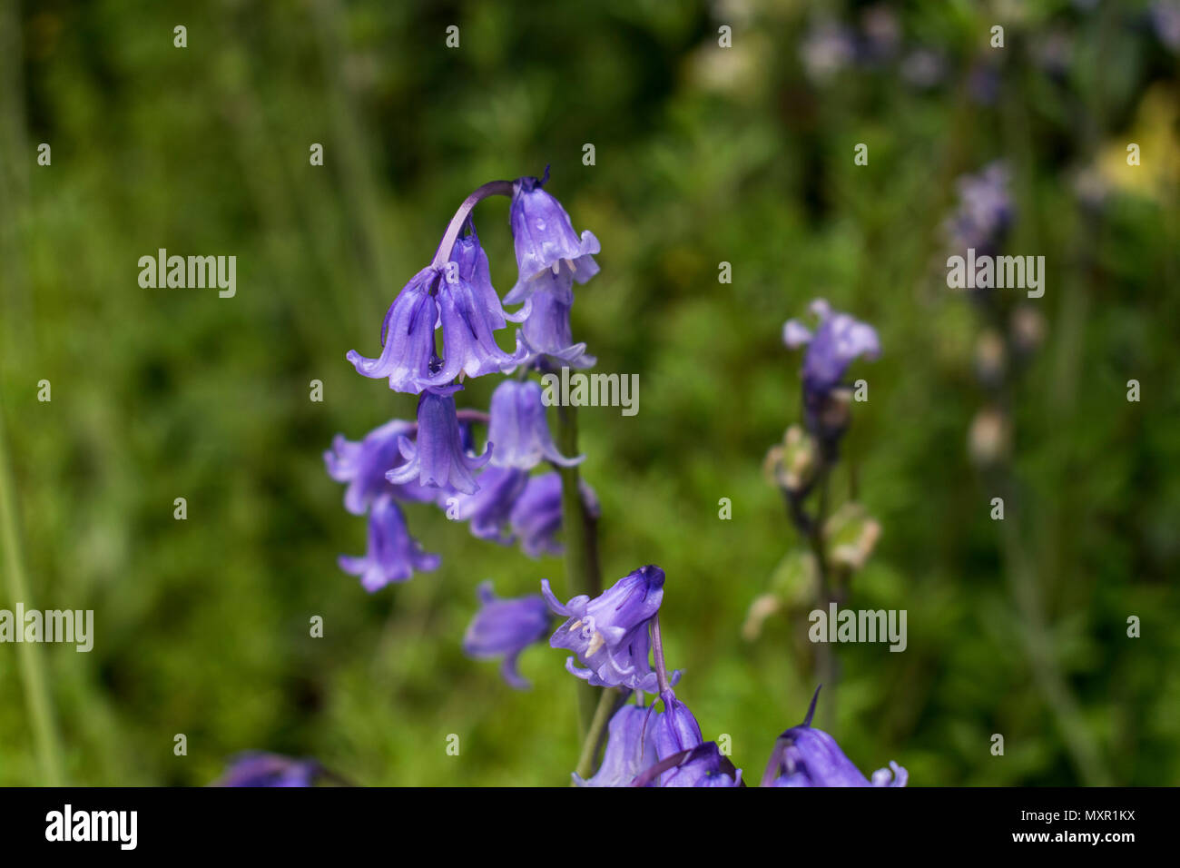 Blue bells in summer Stock Photo - Alamy