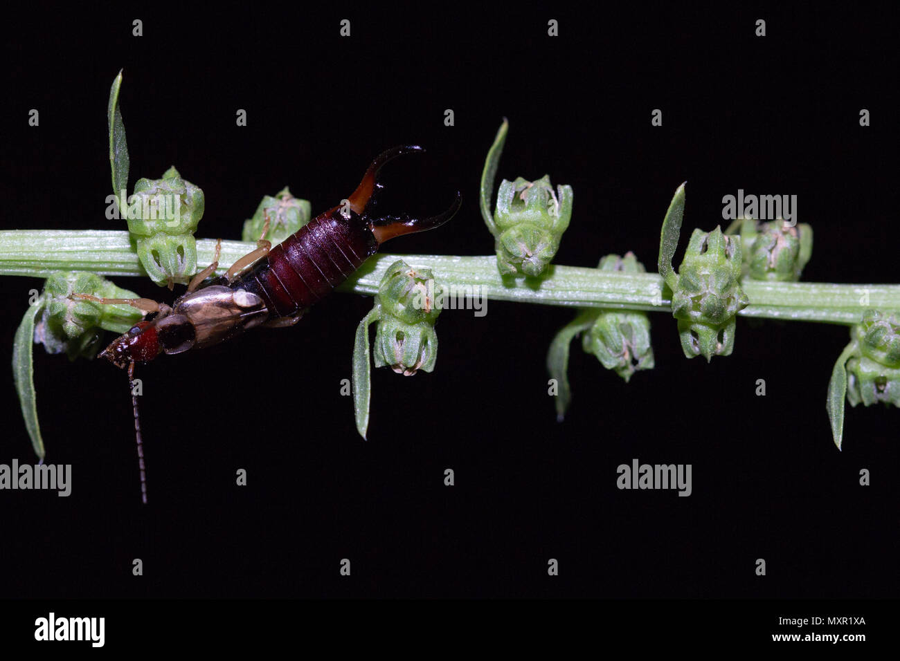 Earwig dermaptera hi-res stock photography and images - Alamy