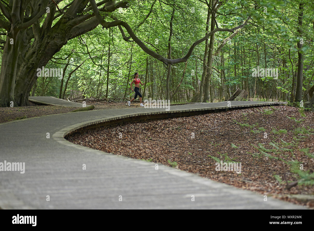 Young athletic woman running down a forest path with huge trees on each ...