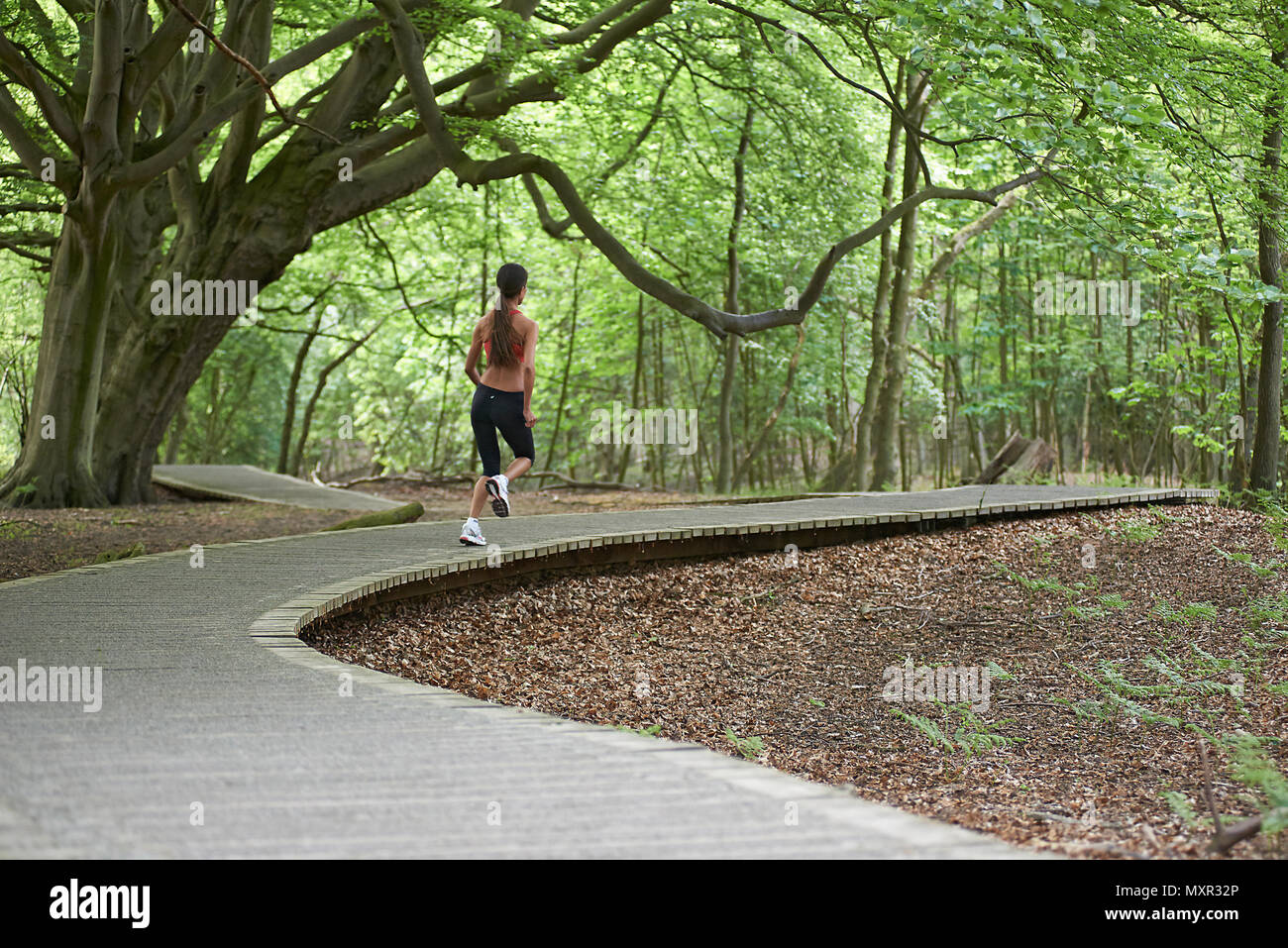 Young athletic woman running down a forest path with huge trees on each ...