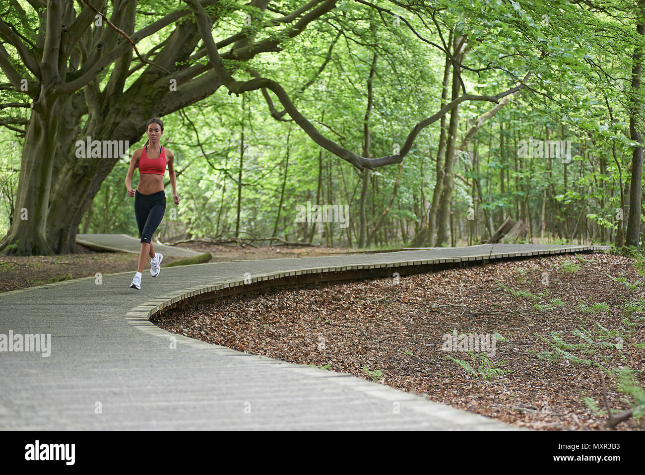 Young athletic woman running down a forest path with huge trees on each ...