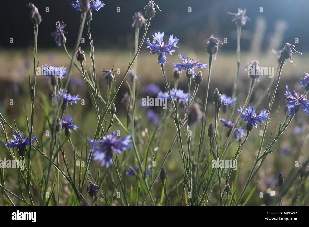 Composite inflorescence hi-res stock photography and images - Alamy