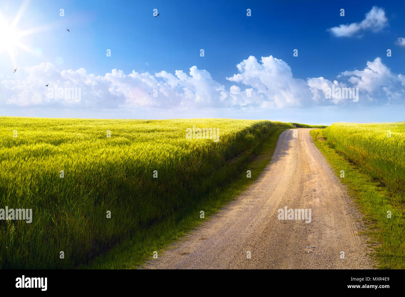 countryside landscape; sunrise over the farm land and country road ...