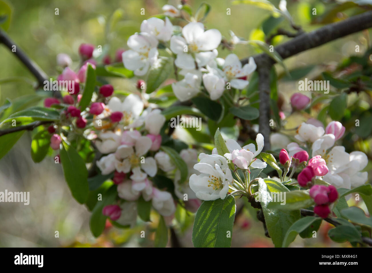 Rose apple tree hi-res stock photography and images - Alamy