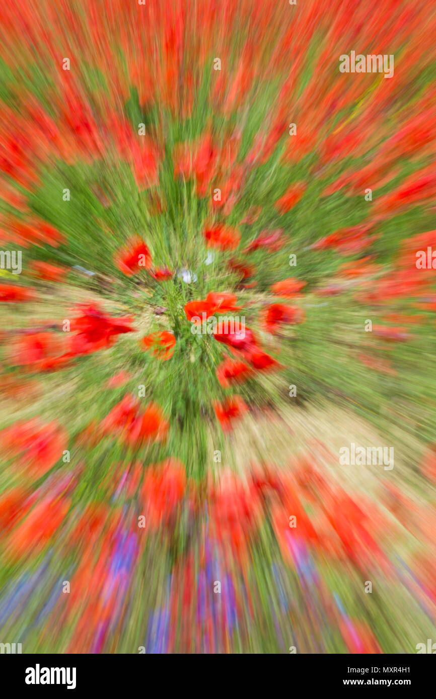 Poppy impressions - abstract zoomburst of striking red poppies with a ...