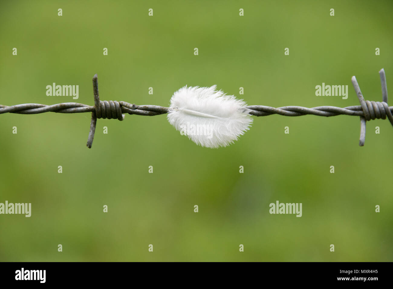 Caught in barbed wire hi-res stock photography and images - Alamy