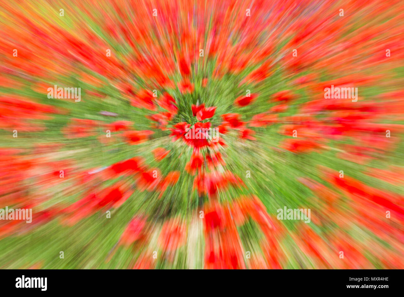 Poppy impressions - abstract zoomburst of striking red poppies at ...