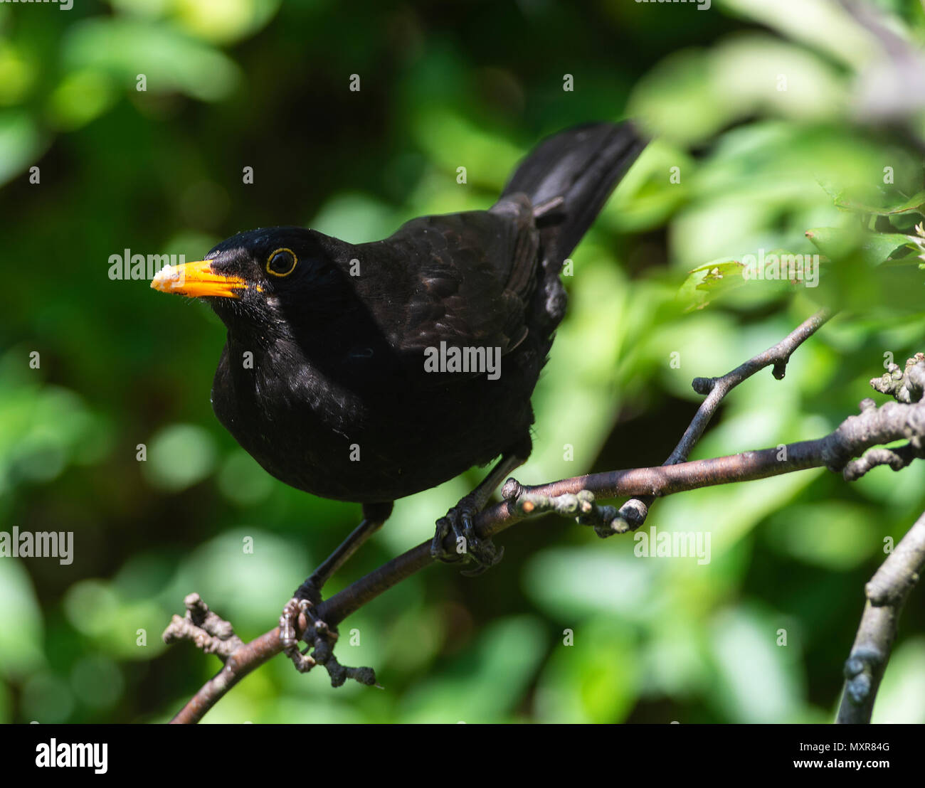 Blackbird england singing hi-res stock photography and images - Alamy