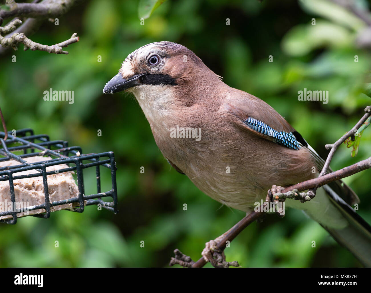 Green jay bird feeder hi-res stock photography and images - Alamy