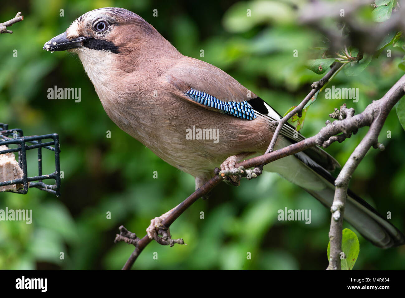 Green jay bird feeder hi-res stock photography and images - Alamy