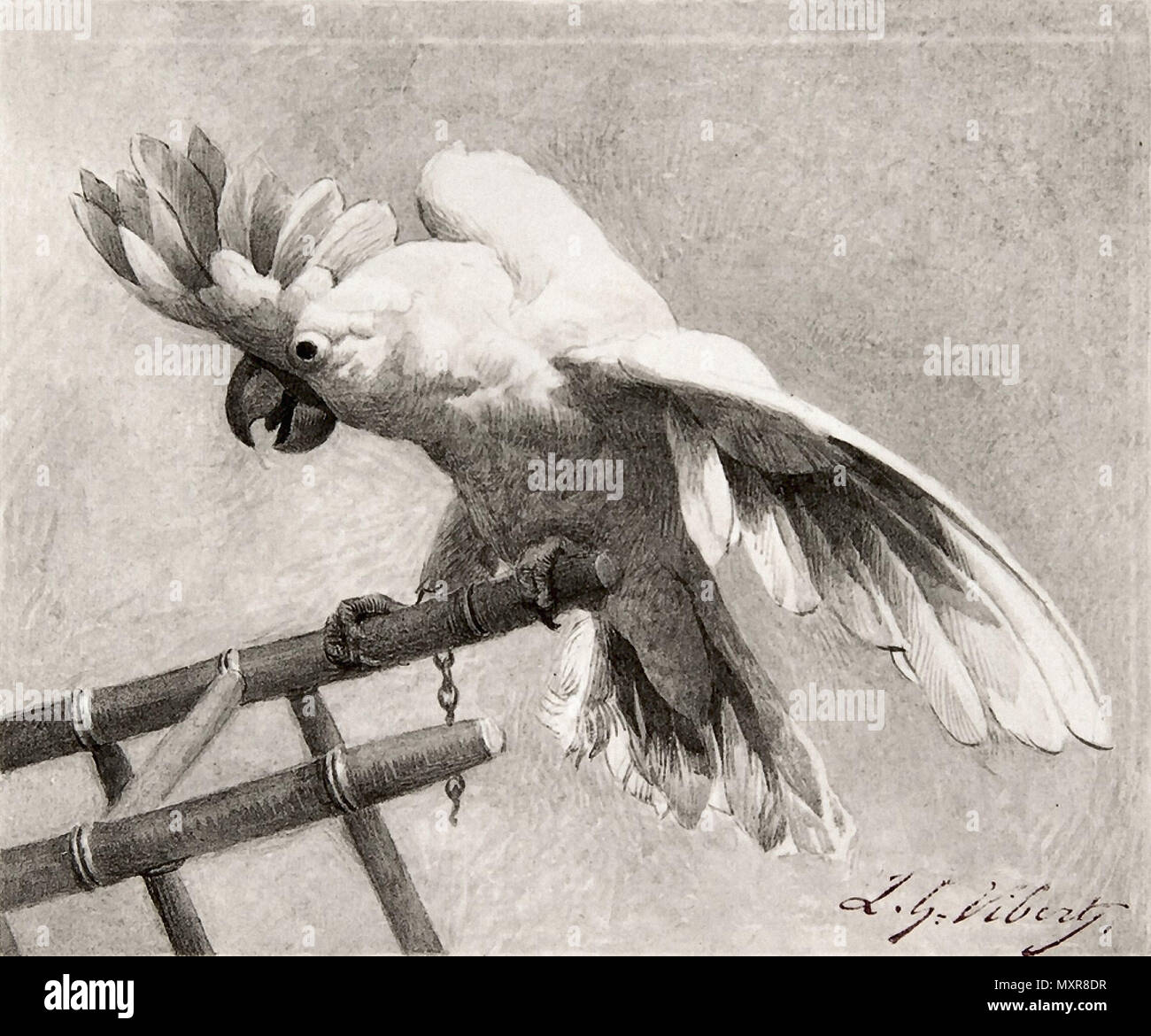 Angry parrot hi-res stock photography and images - Alamy