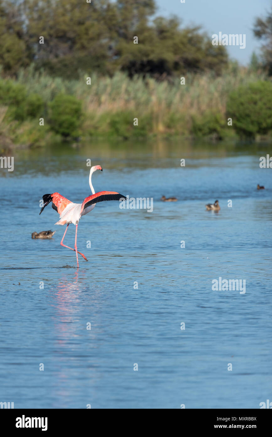 The pink flamingo in water , France, Camargue Stock Photo - Alamy