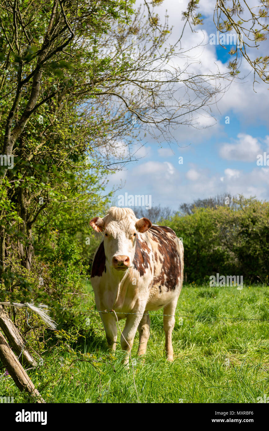Norman Cow High Resolution Stock Photography and Images - Alamy