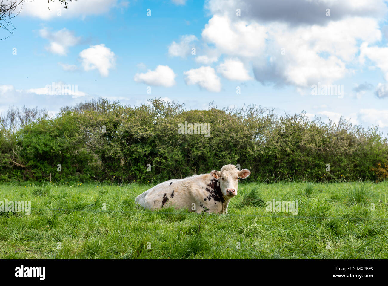 Norman cow hi-res stock photography and images - Alamy