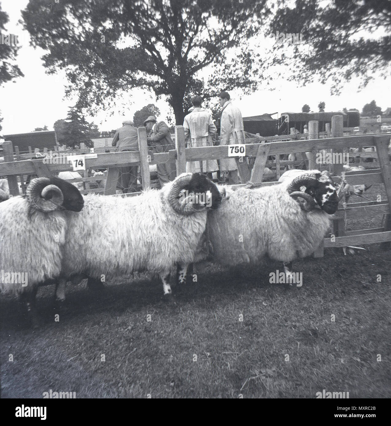 1930s, sheep, rams for sale at dartmoor, devon, England, UK A unique ...