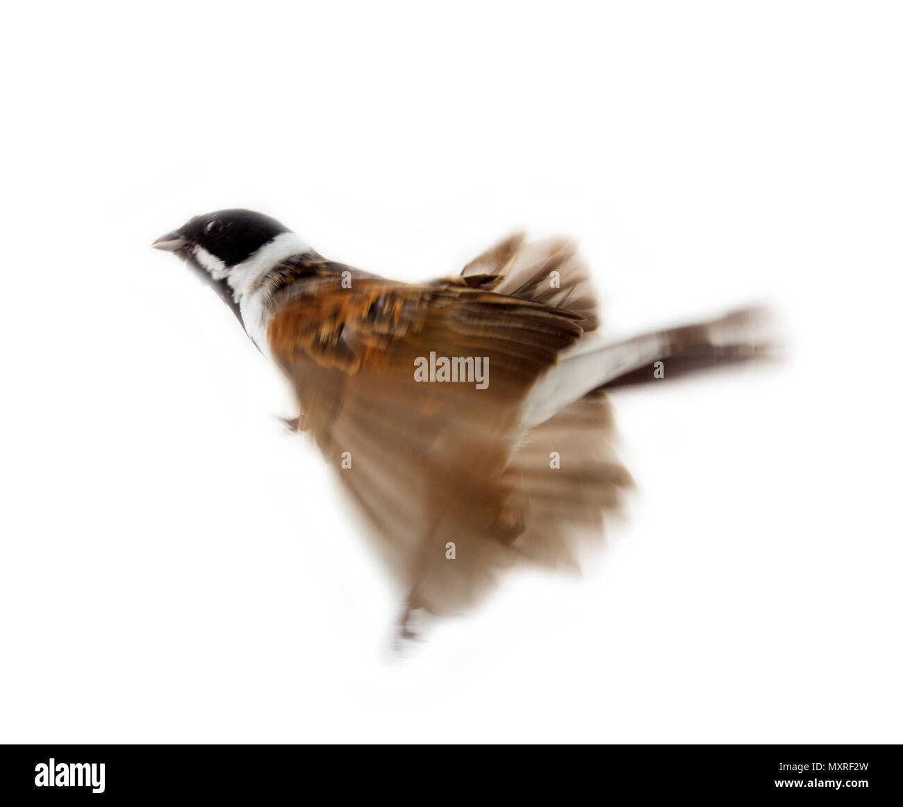 Male Reed Bunting, blackcap, bird in flight Stock Photo - Alamy