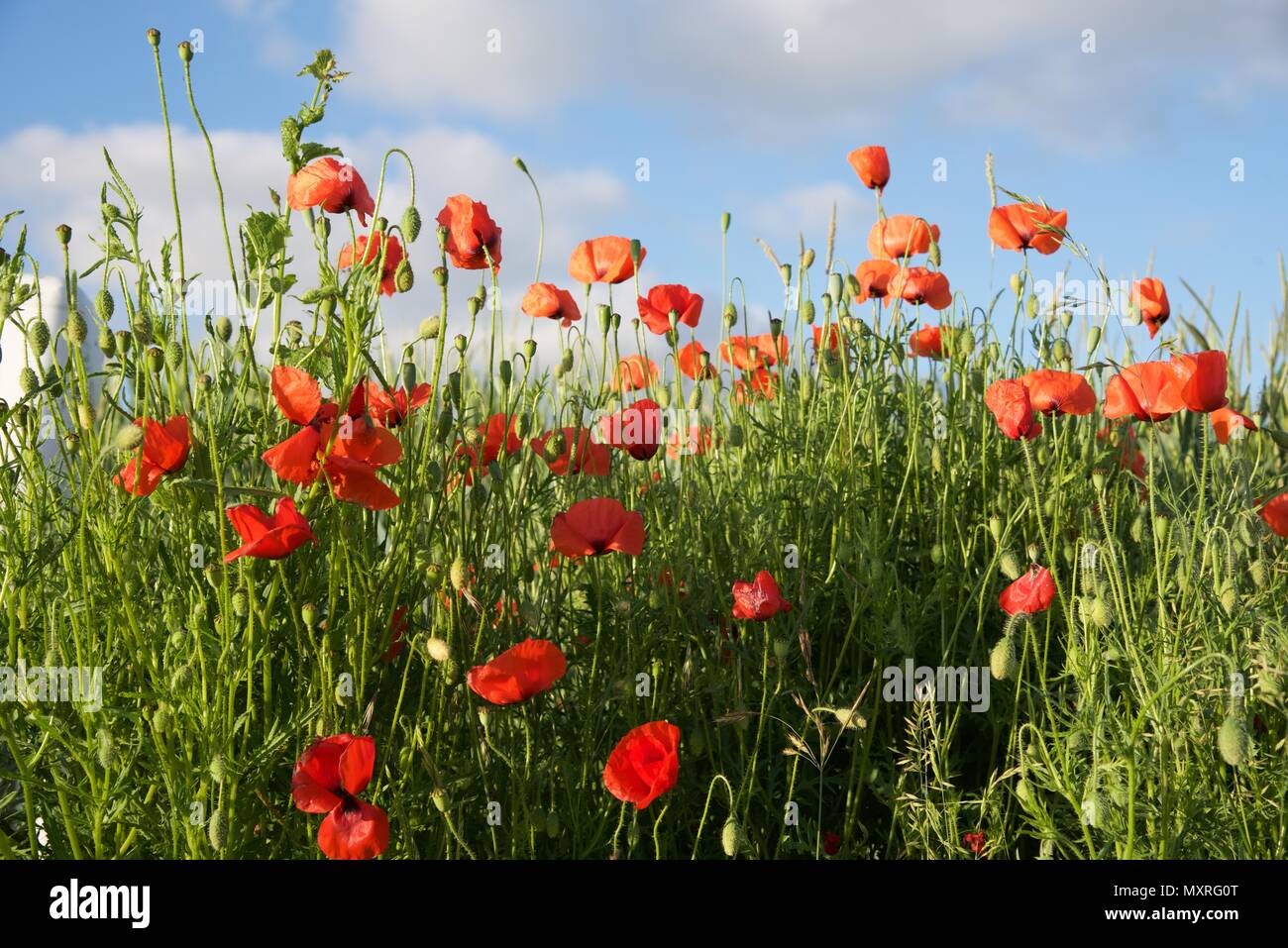 Common Poppies (Papaver rhoeas): depending on ones viewpoint, an ...