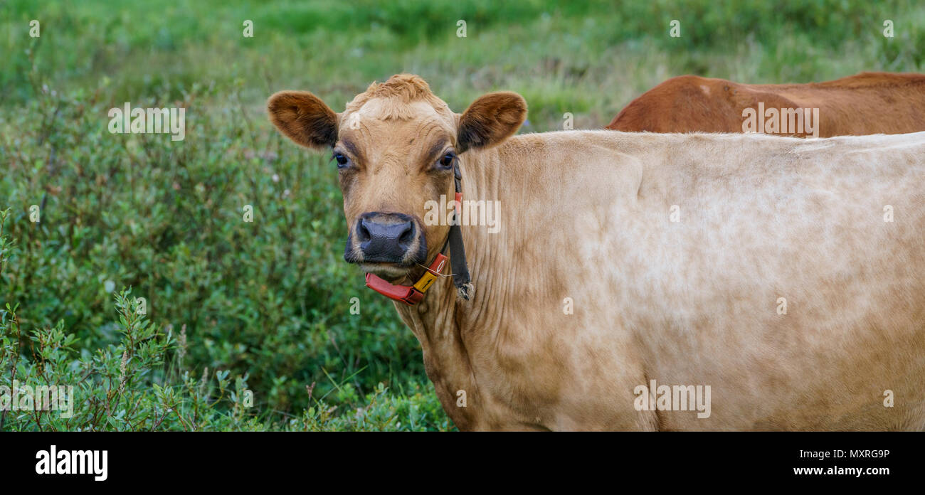 Icelandic Cow High Resolution Stock Photography and Images - Alamy