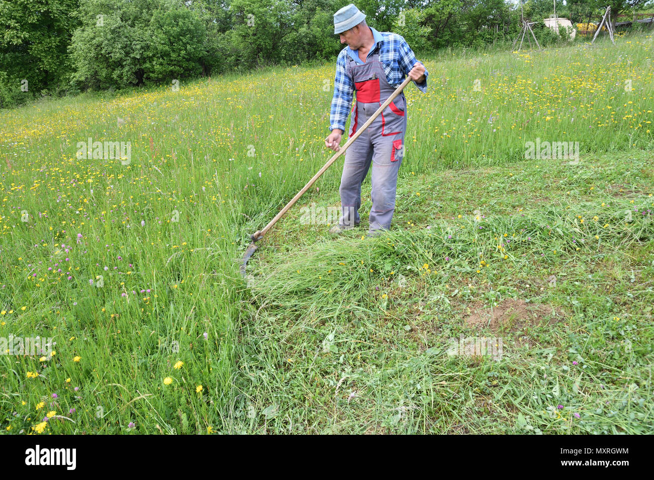 Grass Scythe Cutting Demonstration
