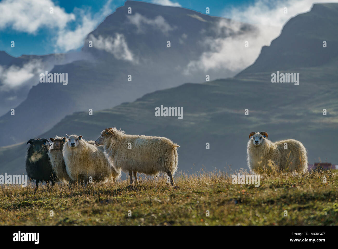 Free range sheep hi-res stock photography and images - Alamy