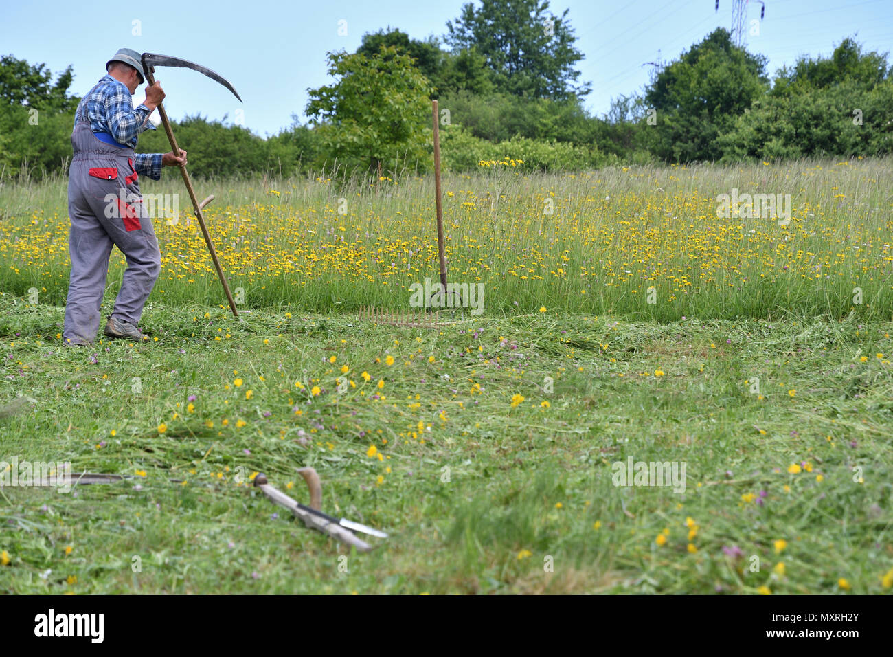 mowing the grass in the village traditional way with scythe mowing the ...