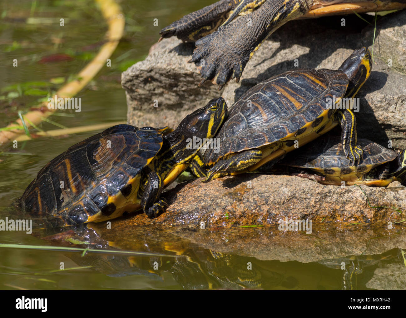 Baby sea turtle face hi-res stock photography and images - Alamy
