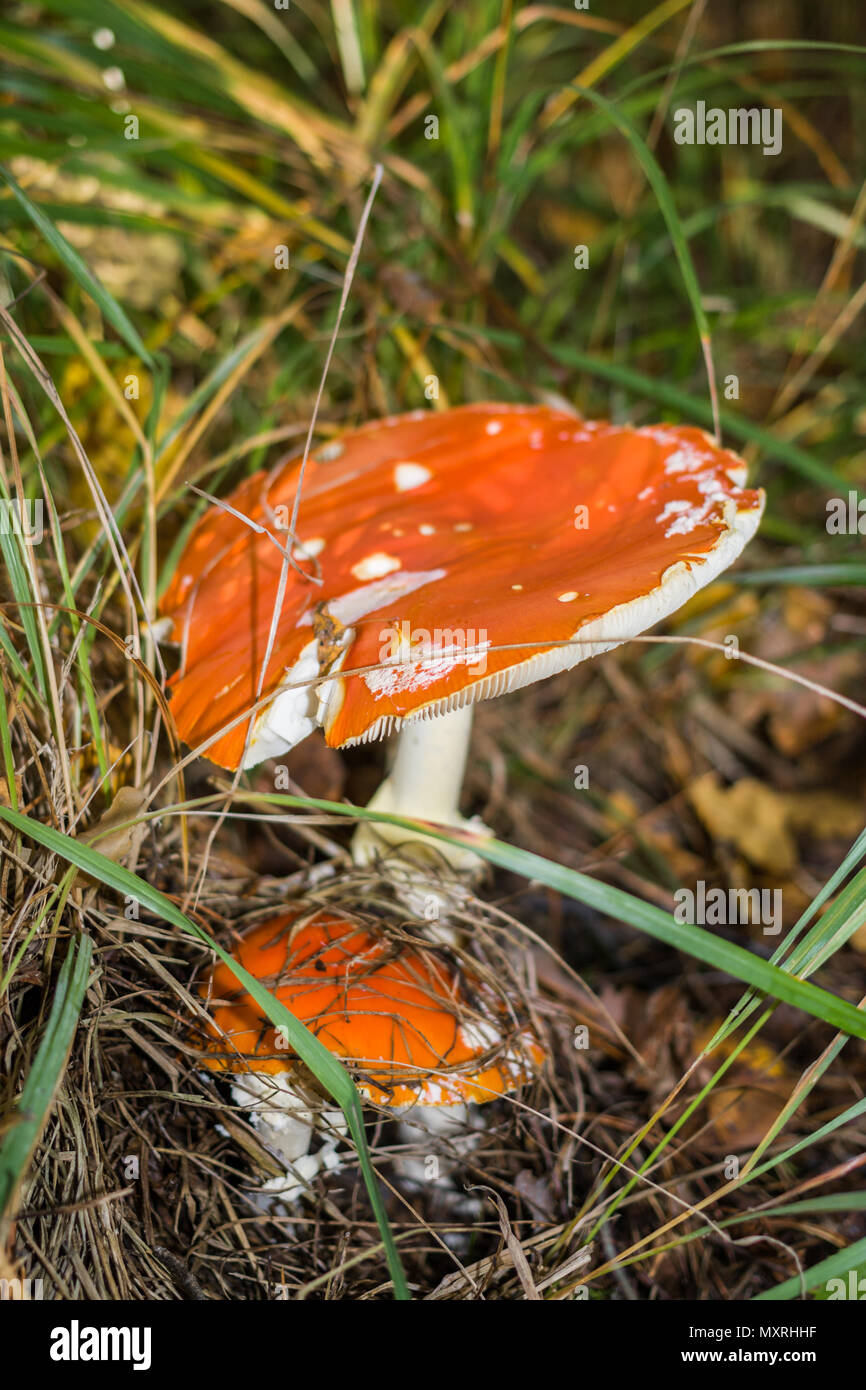 Two red fly agarics among dry autumn grass Stock Photo - Alamy
